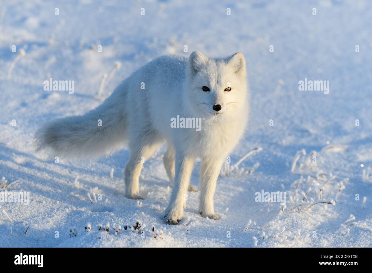 Arctic Tundra Arctic Fox
