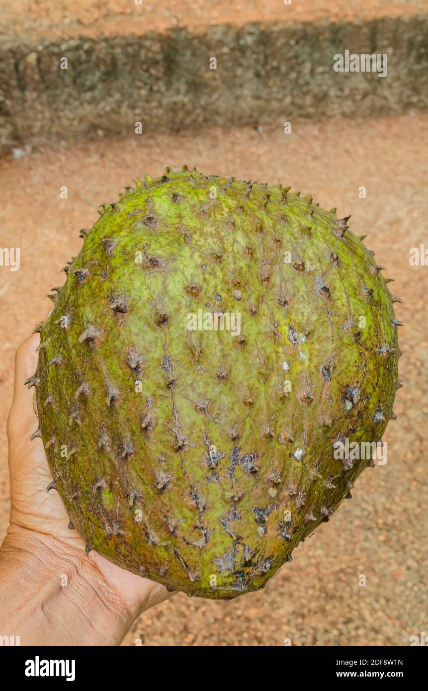 Ripen soursop fruit hi-res stock photography and images - Alamy