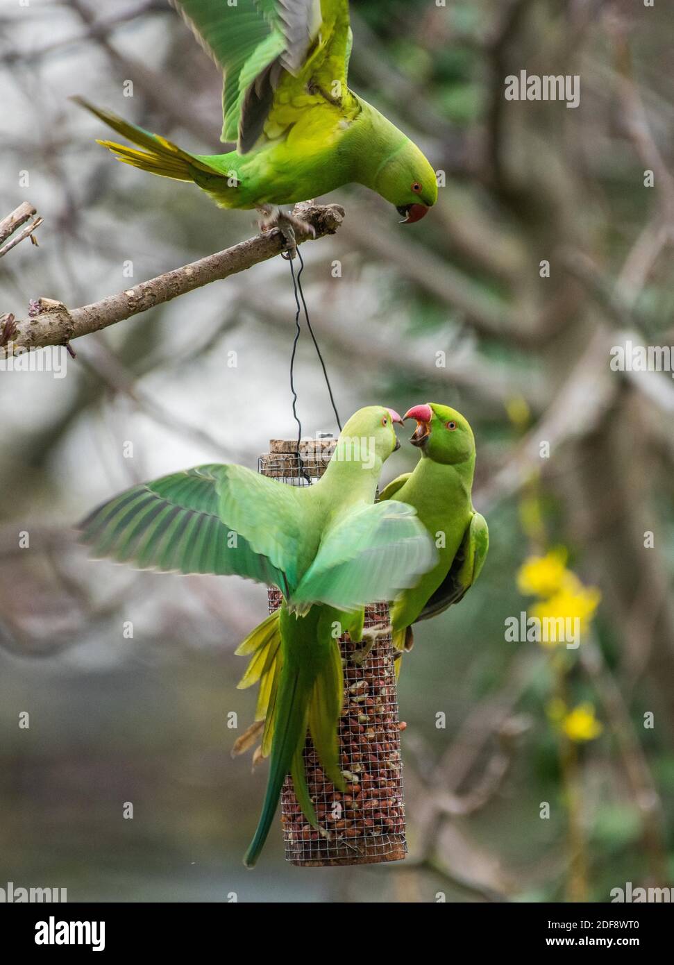 Perruche paris hi-res stock photography and images - Alamy