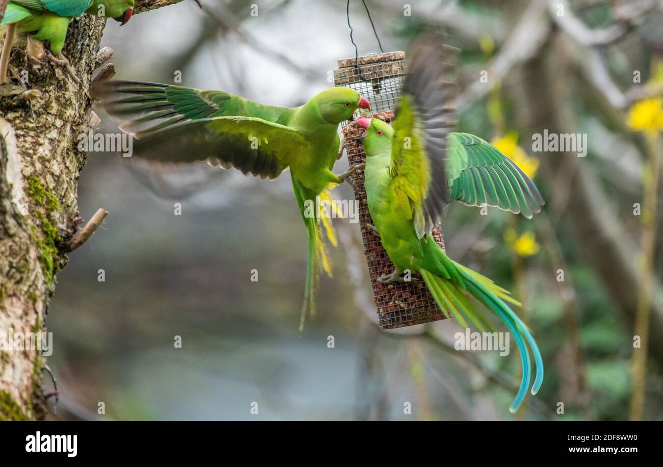 Perruche paris hi-res stock photography and images - Alamy