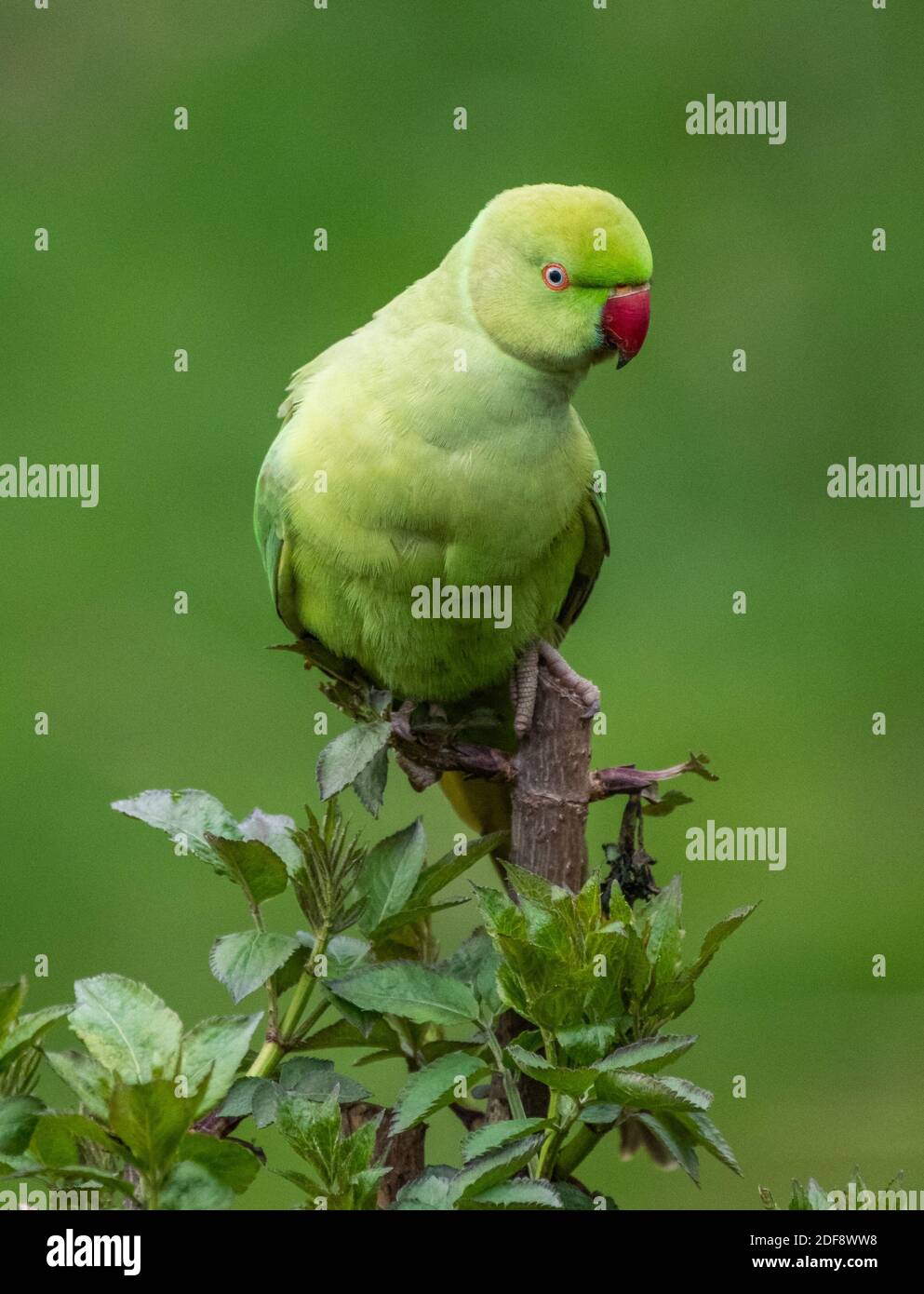 Perruche paris hi-res stock photography and images - Alamy