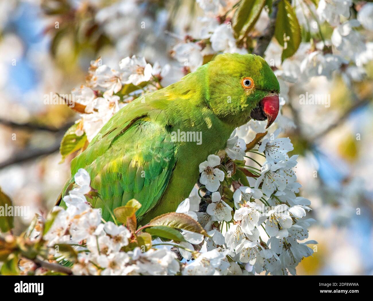 Invasive specie Ring-tailed parakeets ( Perruches a Collier ...