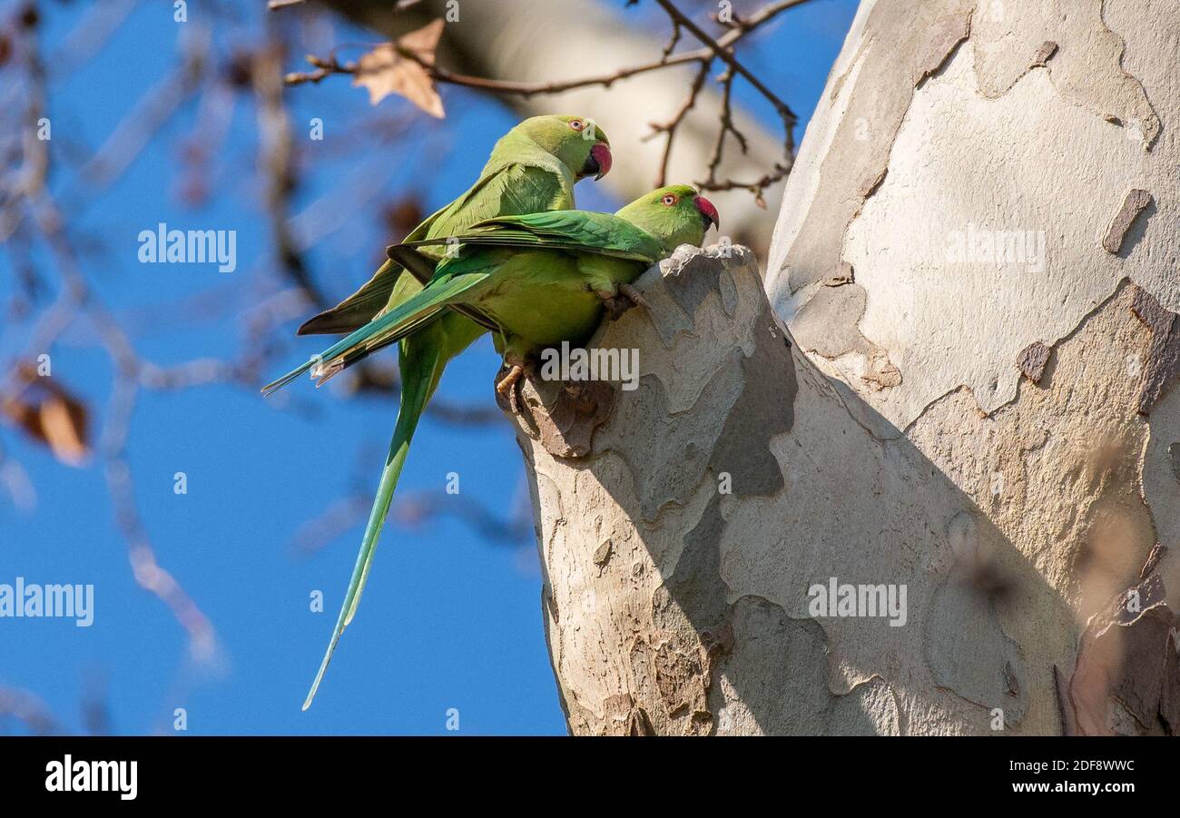 Invasive specie Ring-tailed parakeets ( Perruches a Collier ...