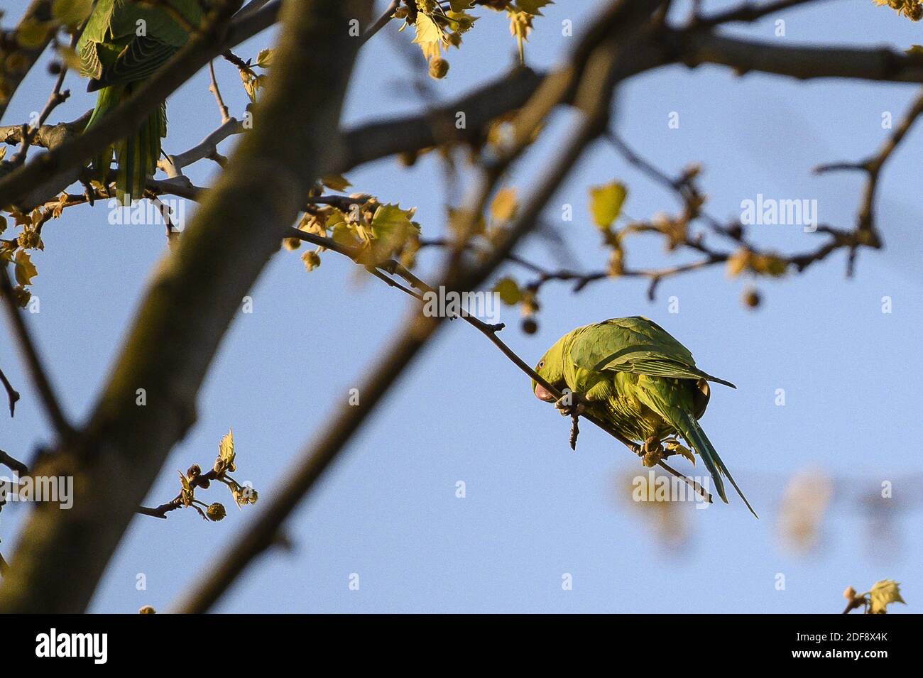 Ring-tailed parakeets (Psittacula krameri) are photographed in Paris ...