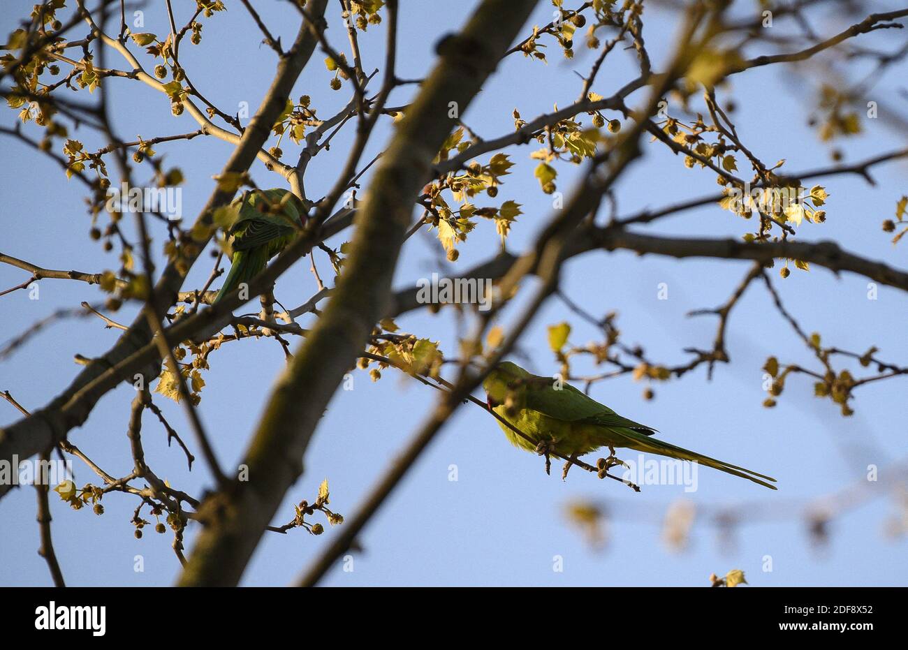 Ring-tailed parakeets (Psittacula krameri) are photographed in Paris ...