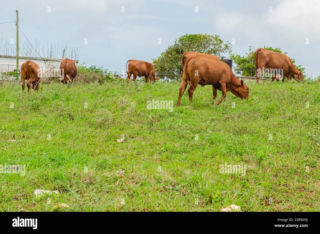 Jamaica hope cattle hi-res stock photography and images - Alamy