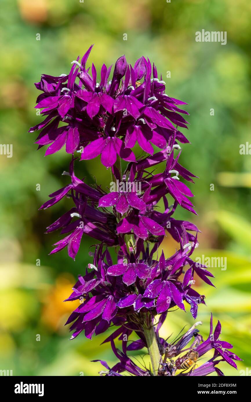 Close up of a purple cardinal flower (lobelia cardinalis) in bloom ...