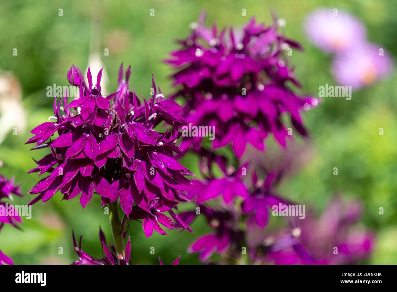 Close up of a purple cardinal flower (lobelia cardinalis) in bloom ...