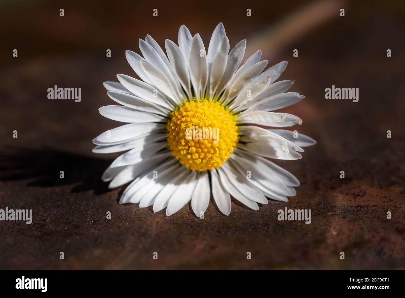 Polish daisy hi-res stock photography and images - Alamy