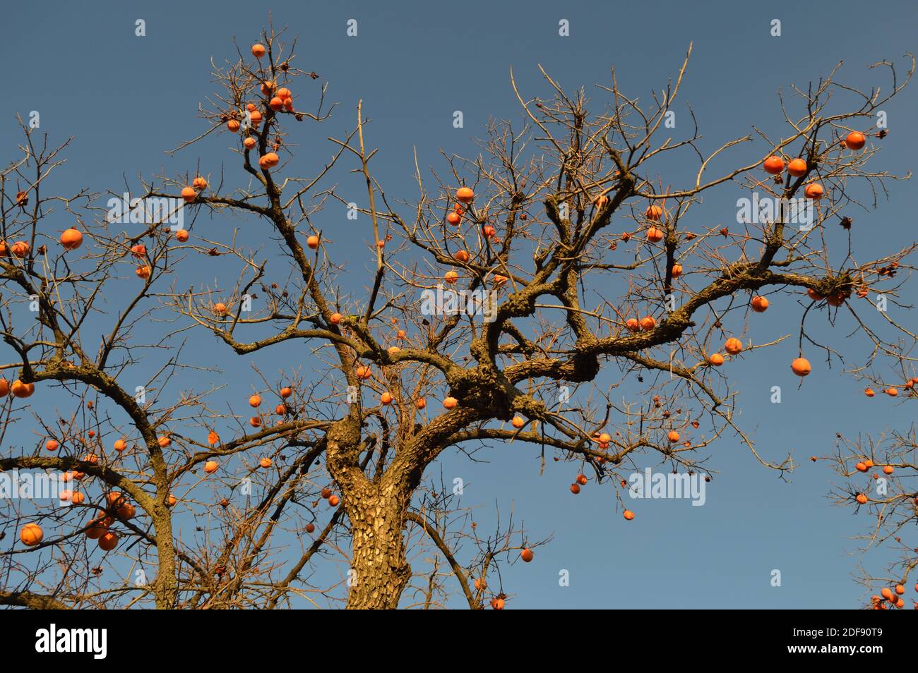 Kaki Tree in Granada, Spain Stock Photo - Alamy