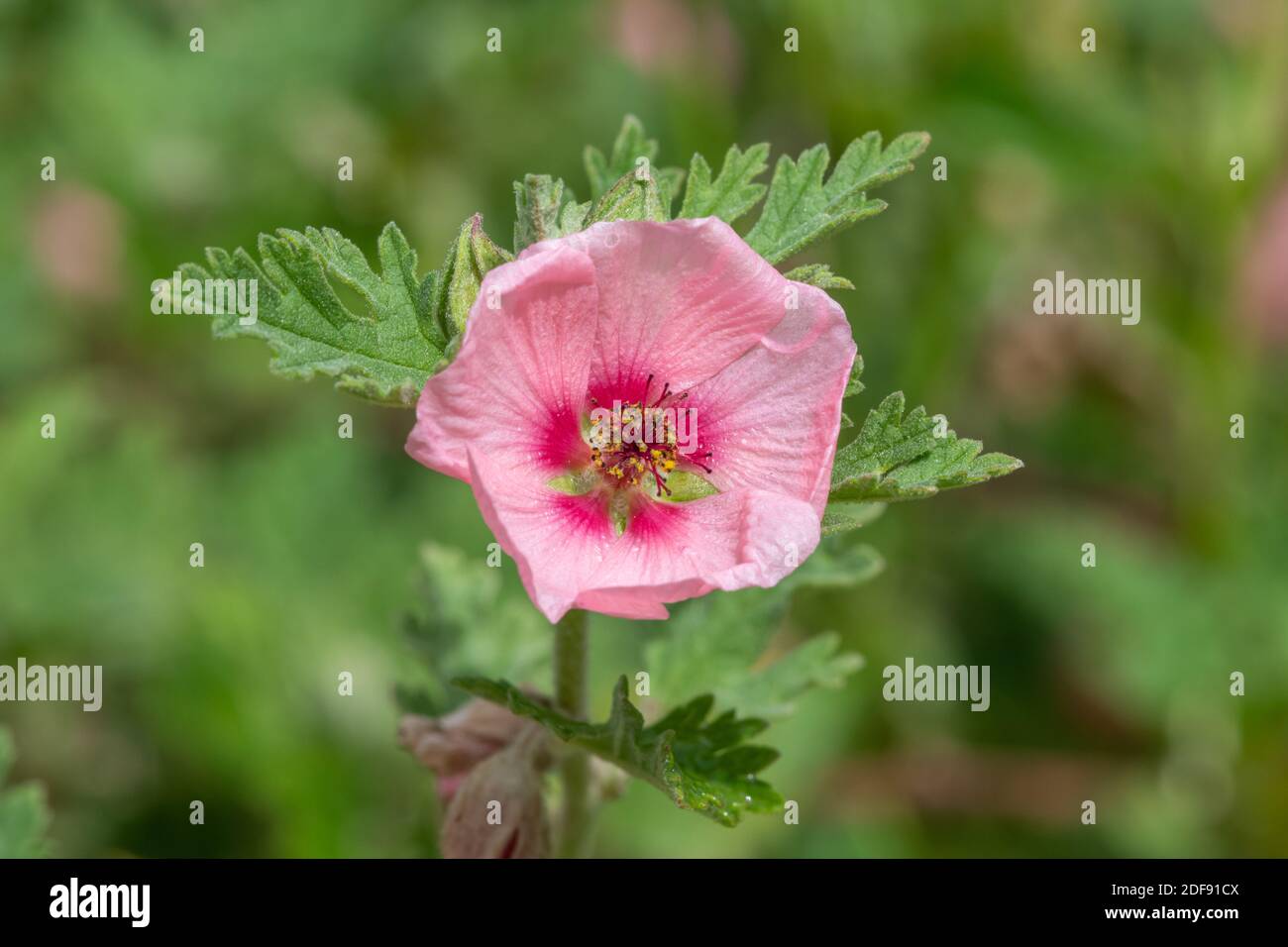 Globemallow hi-res stock photography and images - Alamy