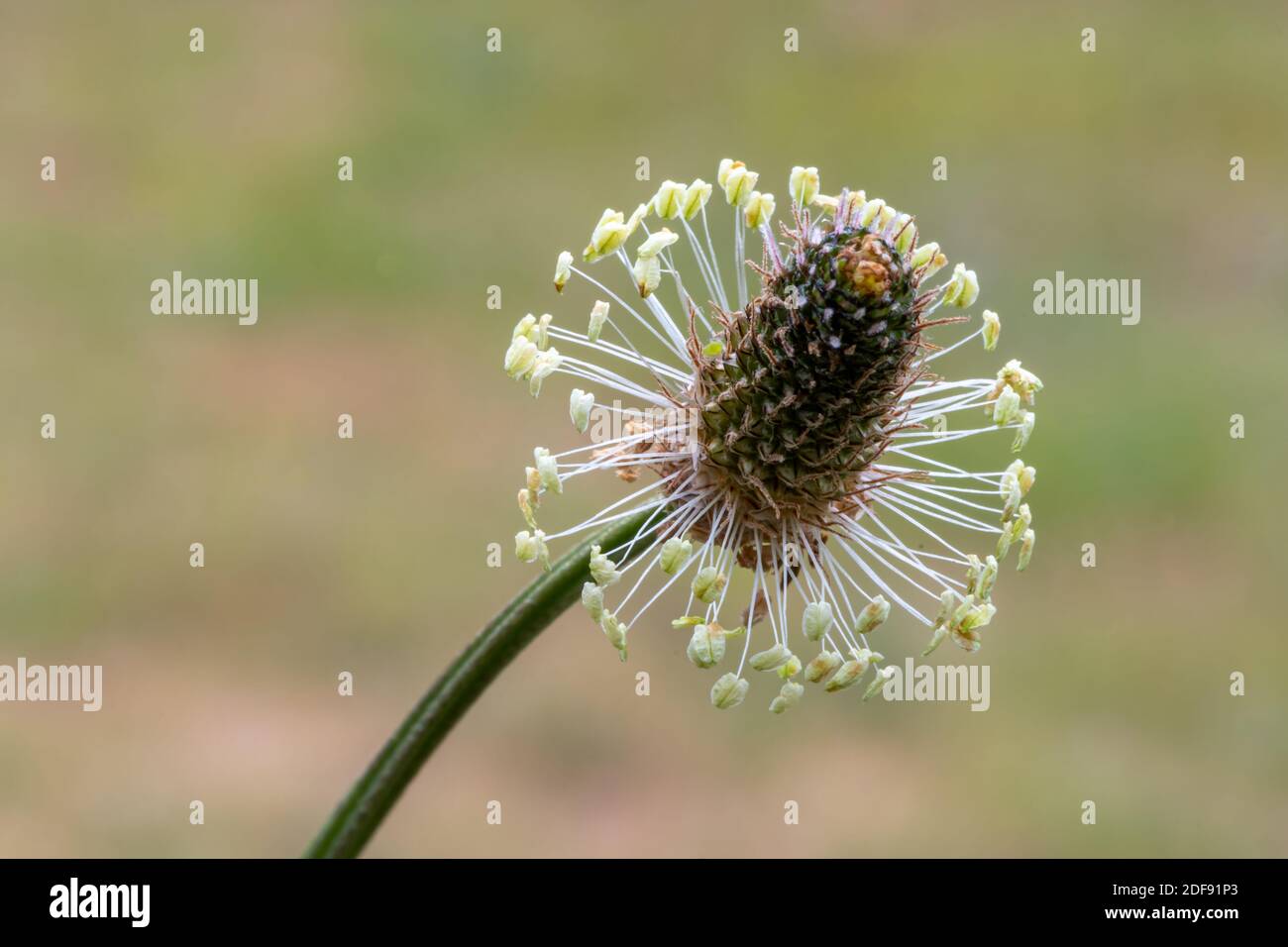 Macro shot of a narrowleaf plantain (plantago lanceolata) plant Stock ...