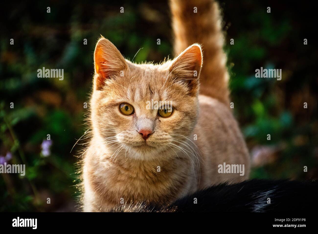 Cat hungry yellow pet hi-res stock photography and images - Alamy