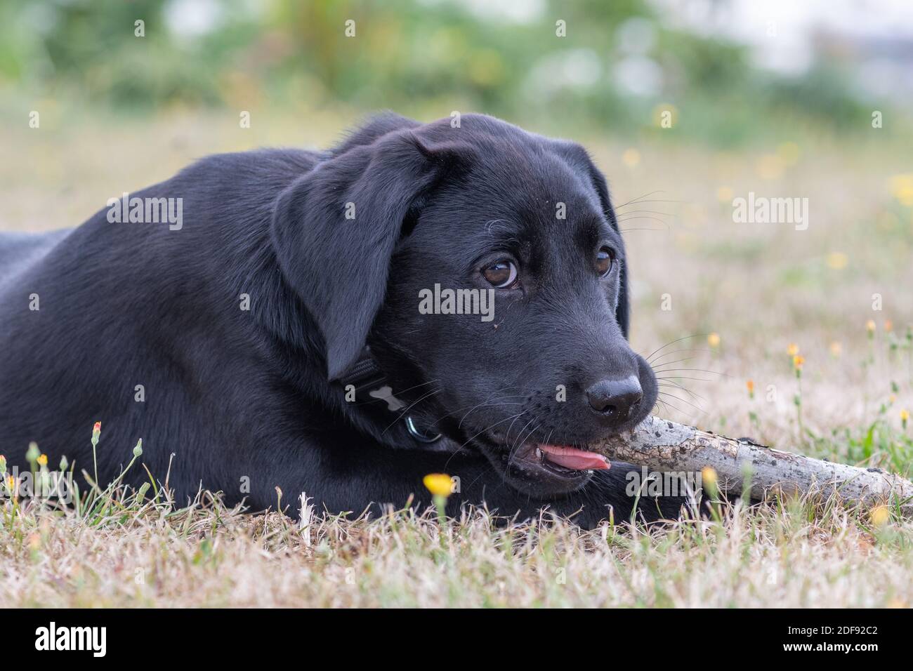 Portrait of an 11 week old black Labrador puppy playing with a stick ...