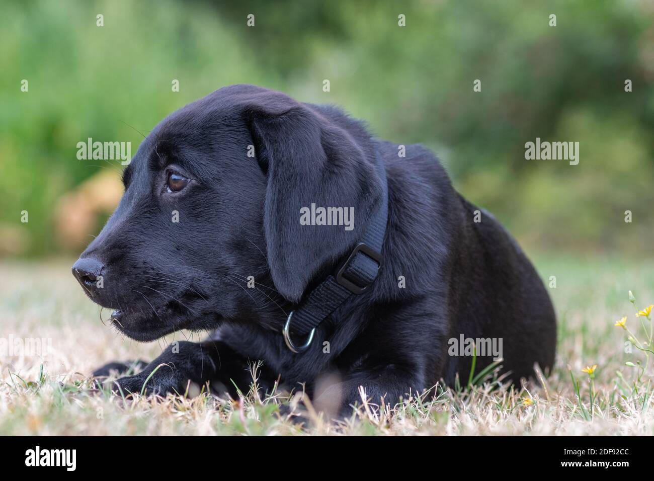 Portrait of an 11 week old black Labrador relaxing on the grass Stock ...