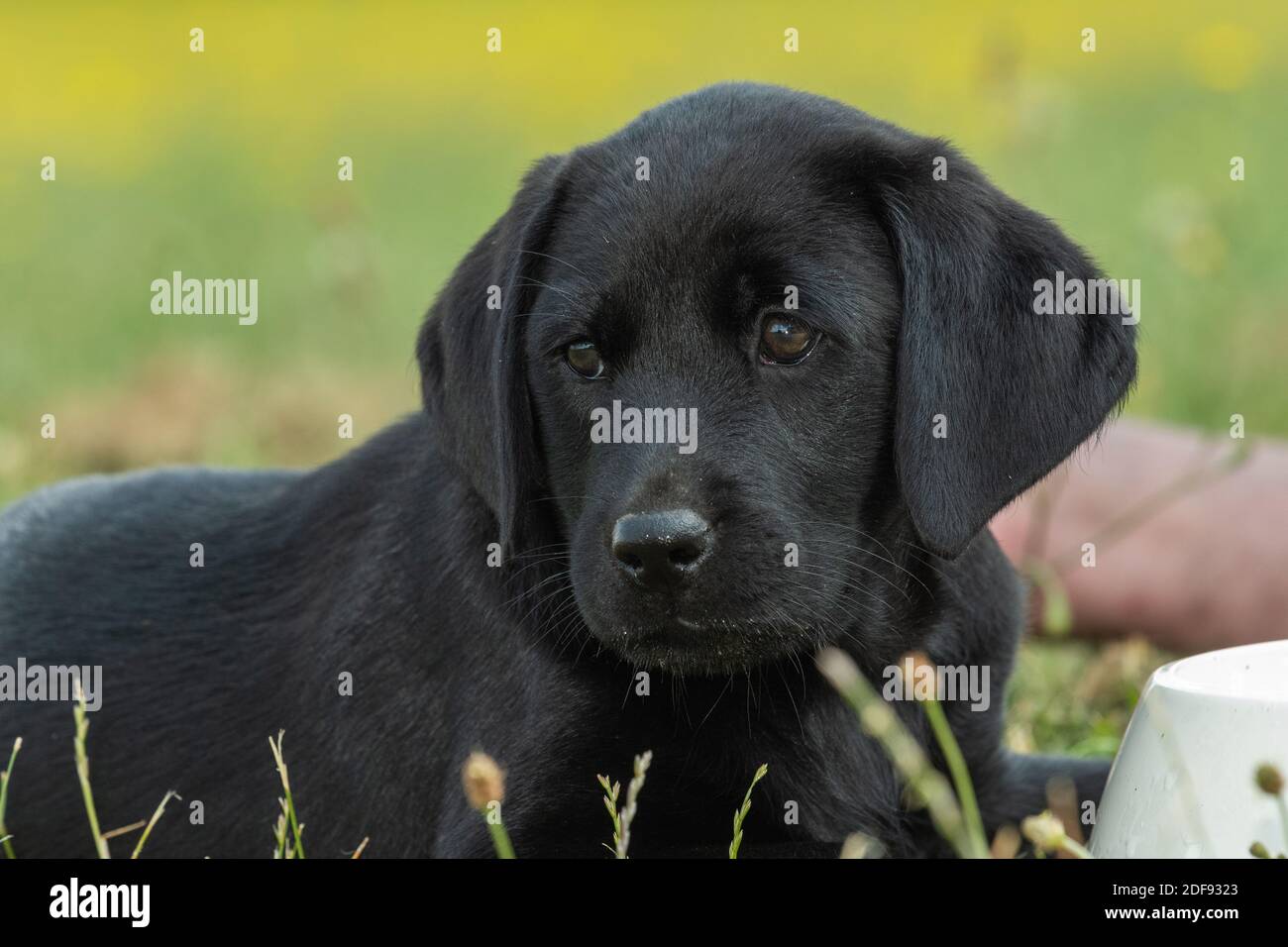 Cute portrait of an 8 week old black Labrador puppy Stock Photo - Alamy