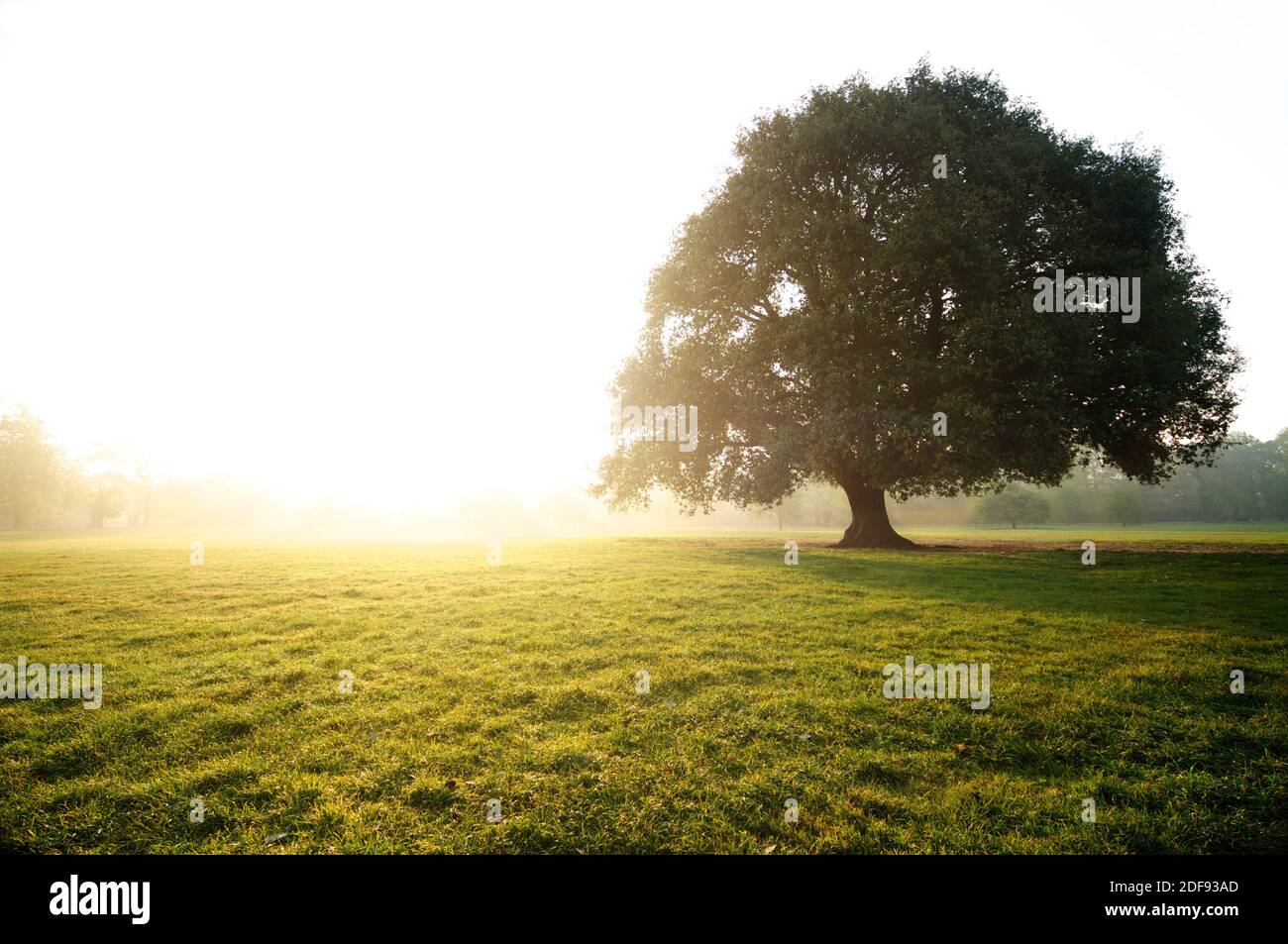 Bright sunlight hitting a tree and field of grass Stock Photo - Alamy
