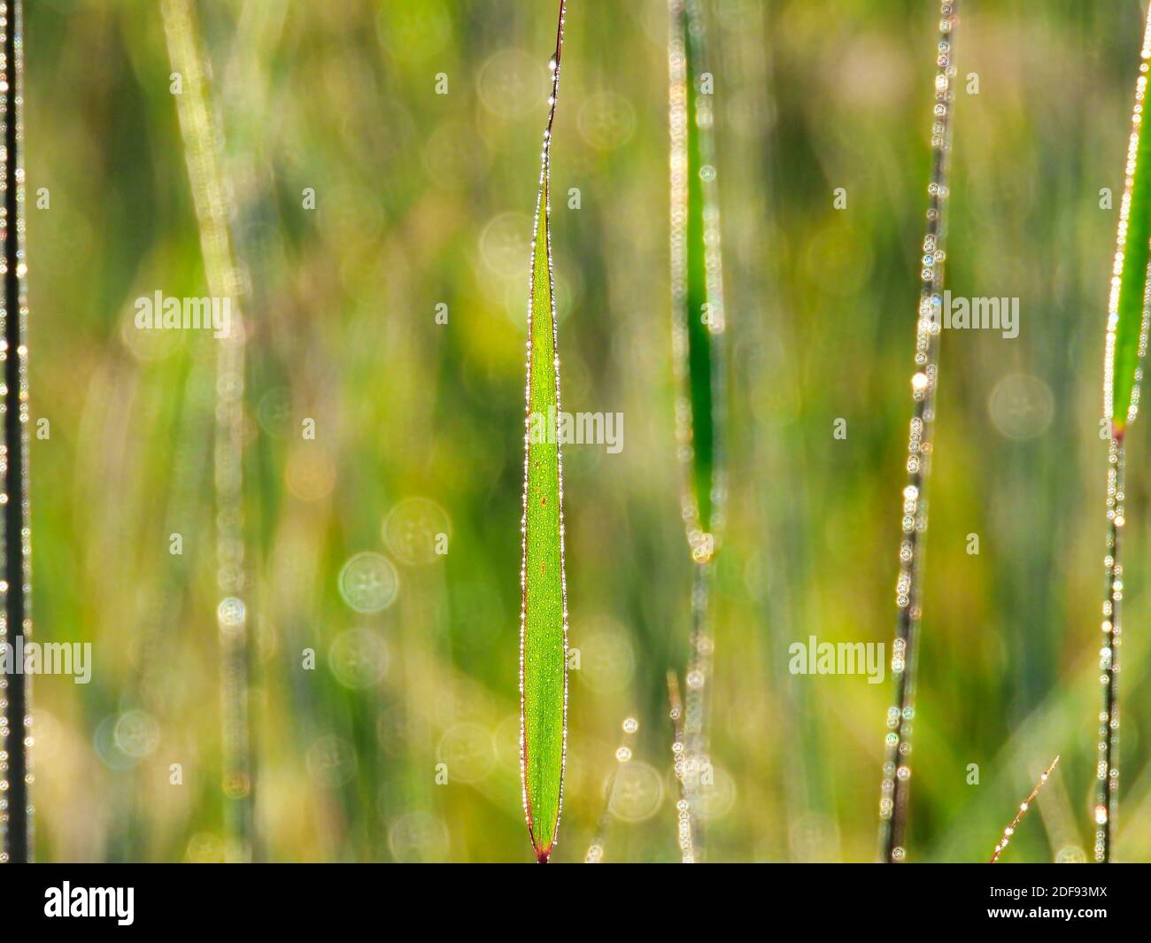 Sun blades hi-res stock photography and images - Alamy