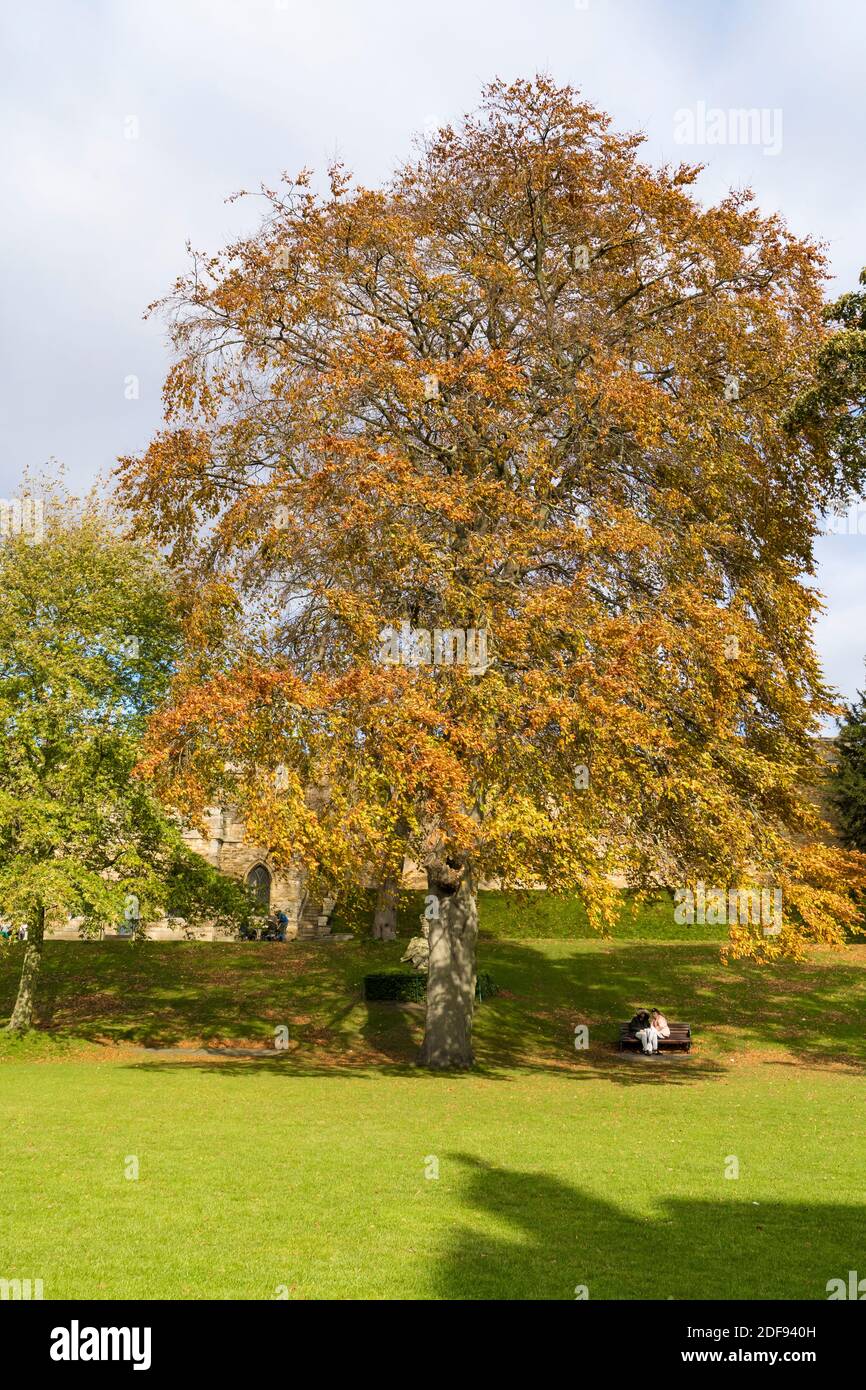 Tree turning yellow and orange in Autumn in Lincoln Castle grounds ...