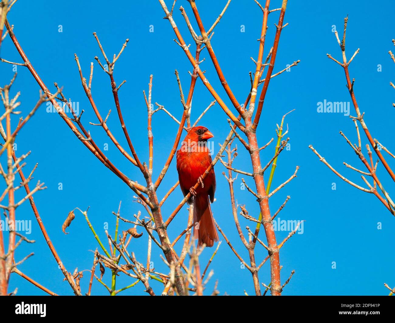 A Red Northern Cardinal Bird is Perched High in a Bare Tree Top on a ...