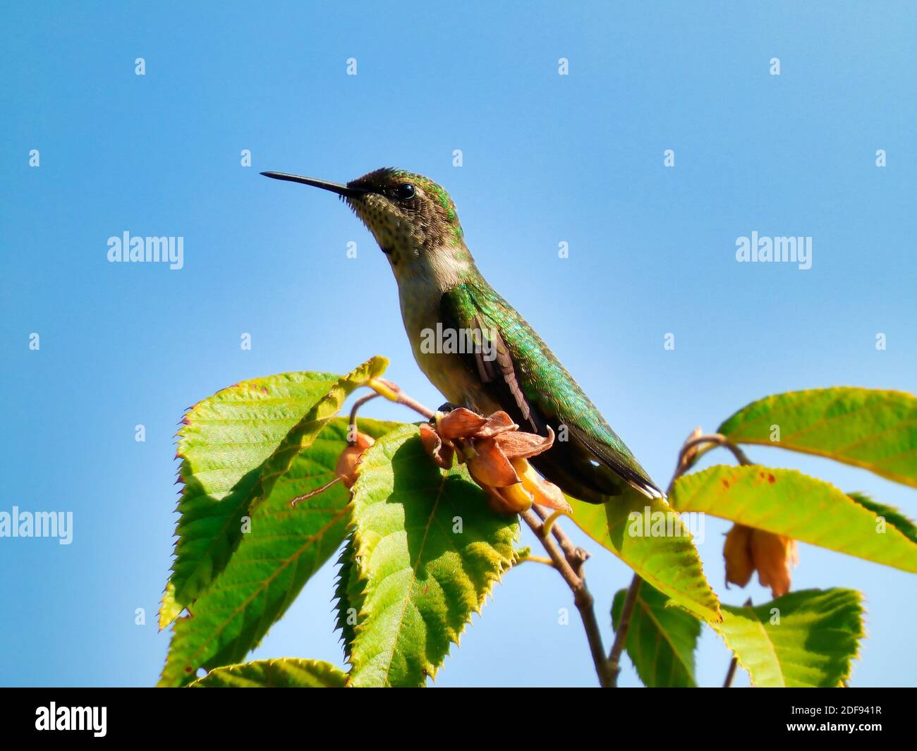 Ruby-Throated Hummingbird Perched on a Tree Top with Green Leaves on ...