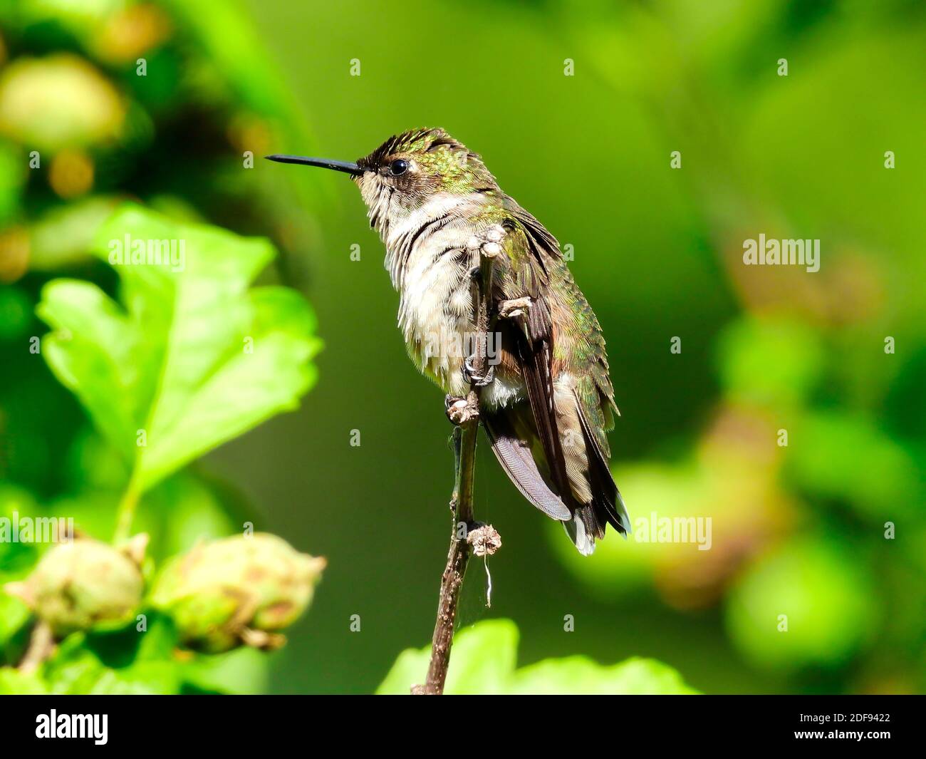 Bird with fluffed up feathers hi-res stock photography and images - Alamy