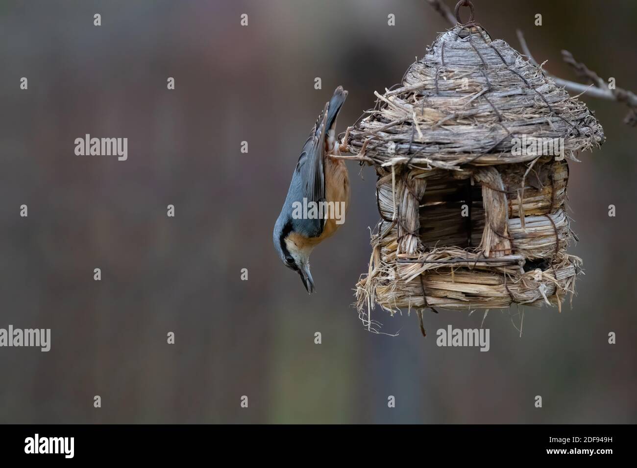 Nuthatch on a bird feeder Stock Photo - Alamy