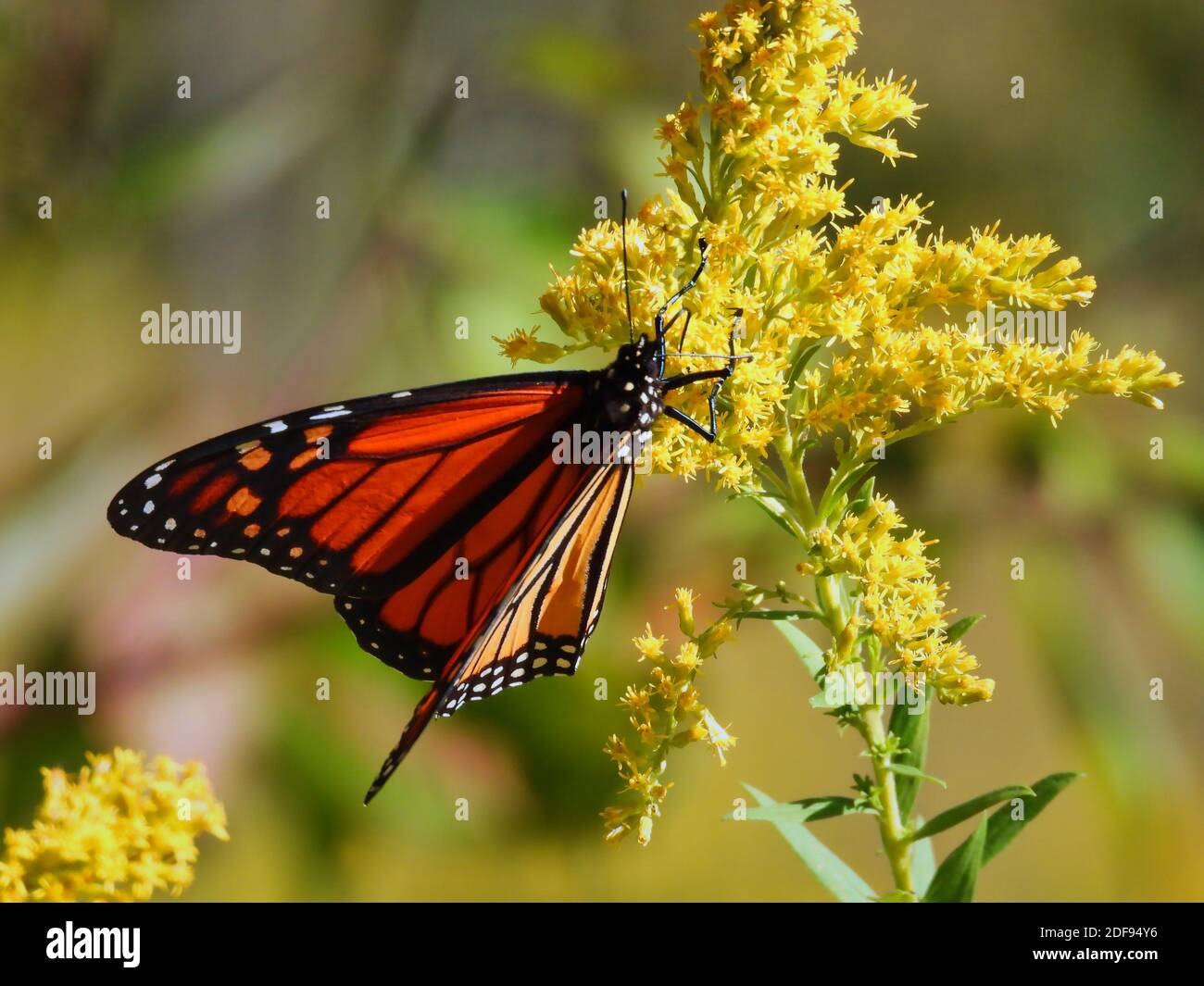 Butterfly position hi-res stock photography and images - Alamy