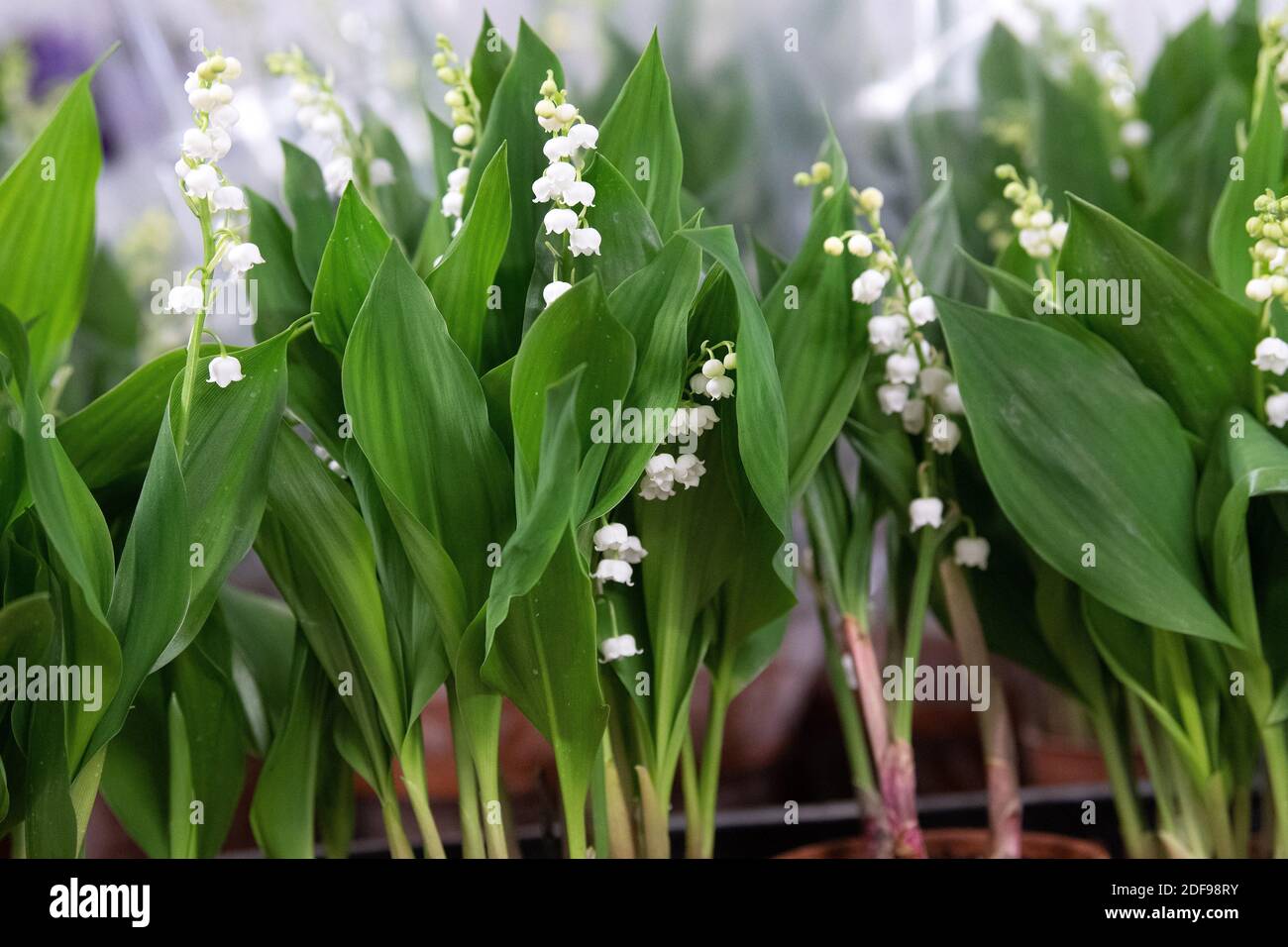 A Lily Of The Valley (Convallaria majalis or muguet in French) grower ...