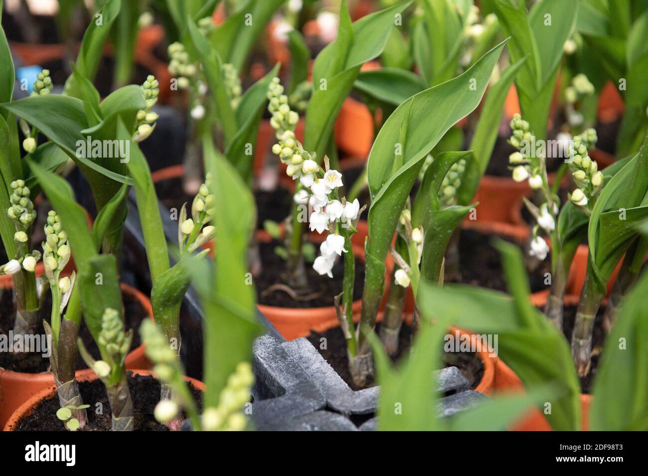 A Lily Of The Valley (Convallaria majalis or muguet in French) grower ...