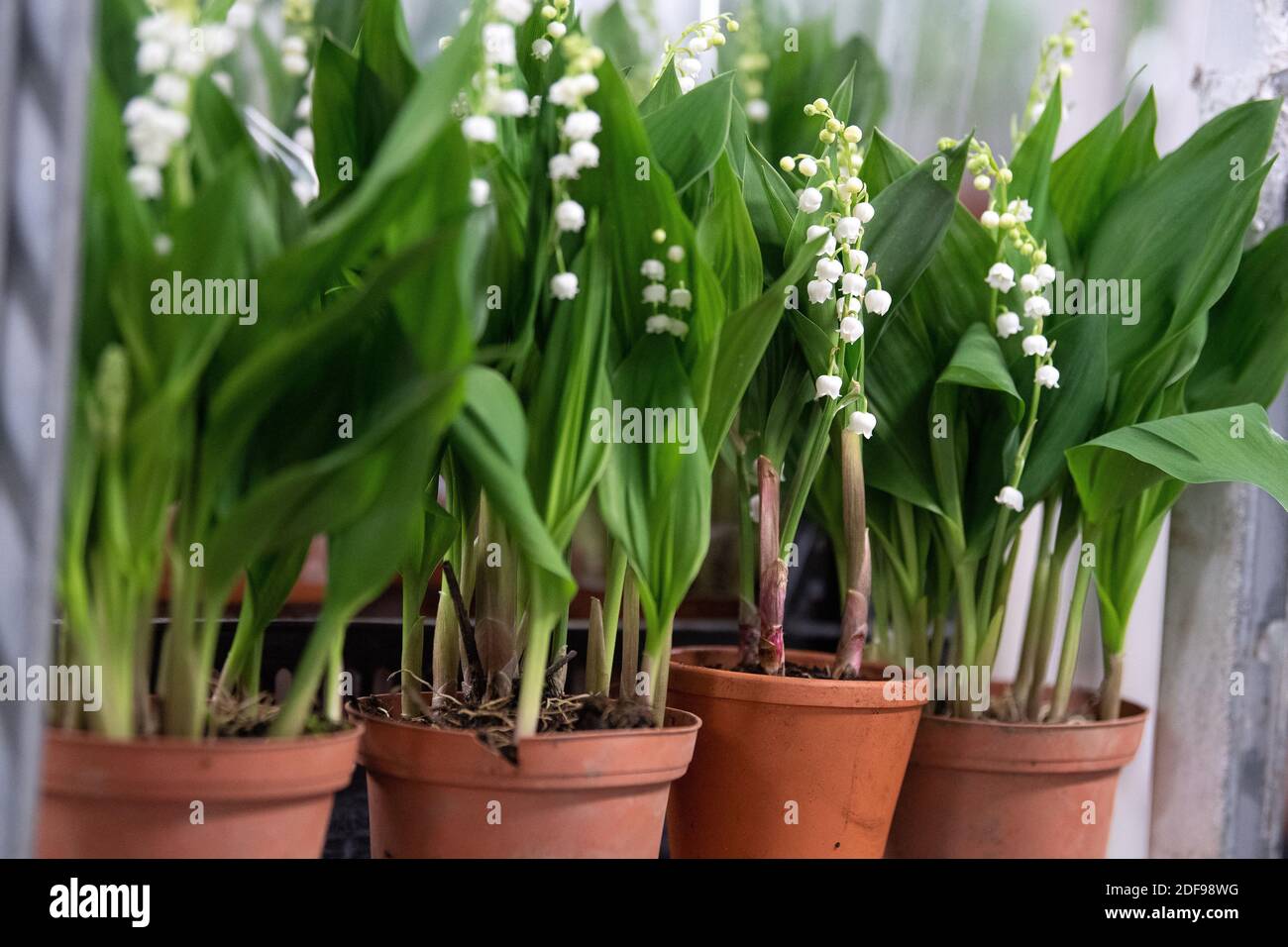 France may 1st muguet hi-res stock photography and images - Alamy