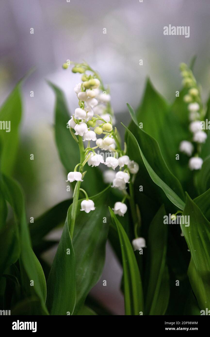 A Lily Of The Valley (Convallaria majalis or muguet in French) grower ...