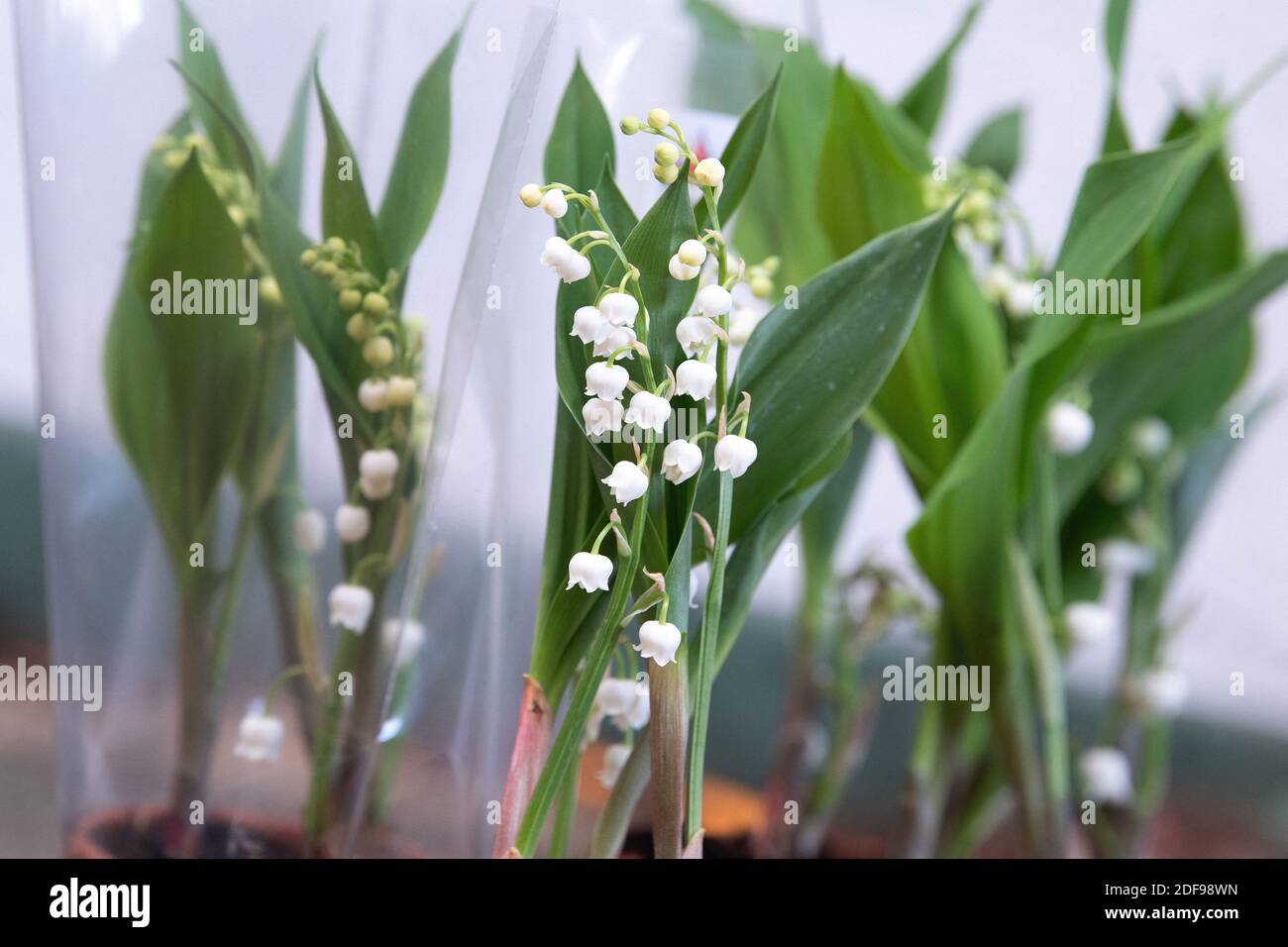 France may 1st muguet hi-res stock photography and images - Alamy