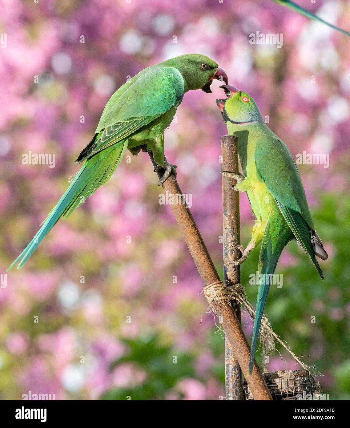 Rose-Ringed Parakeets (Perruches a Collier) an invasive specie that ...
