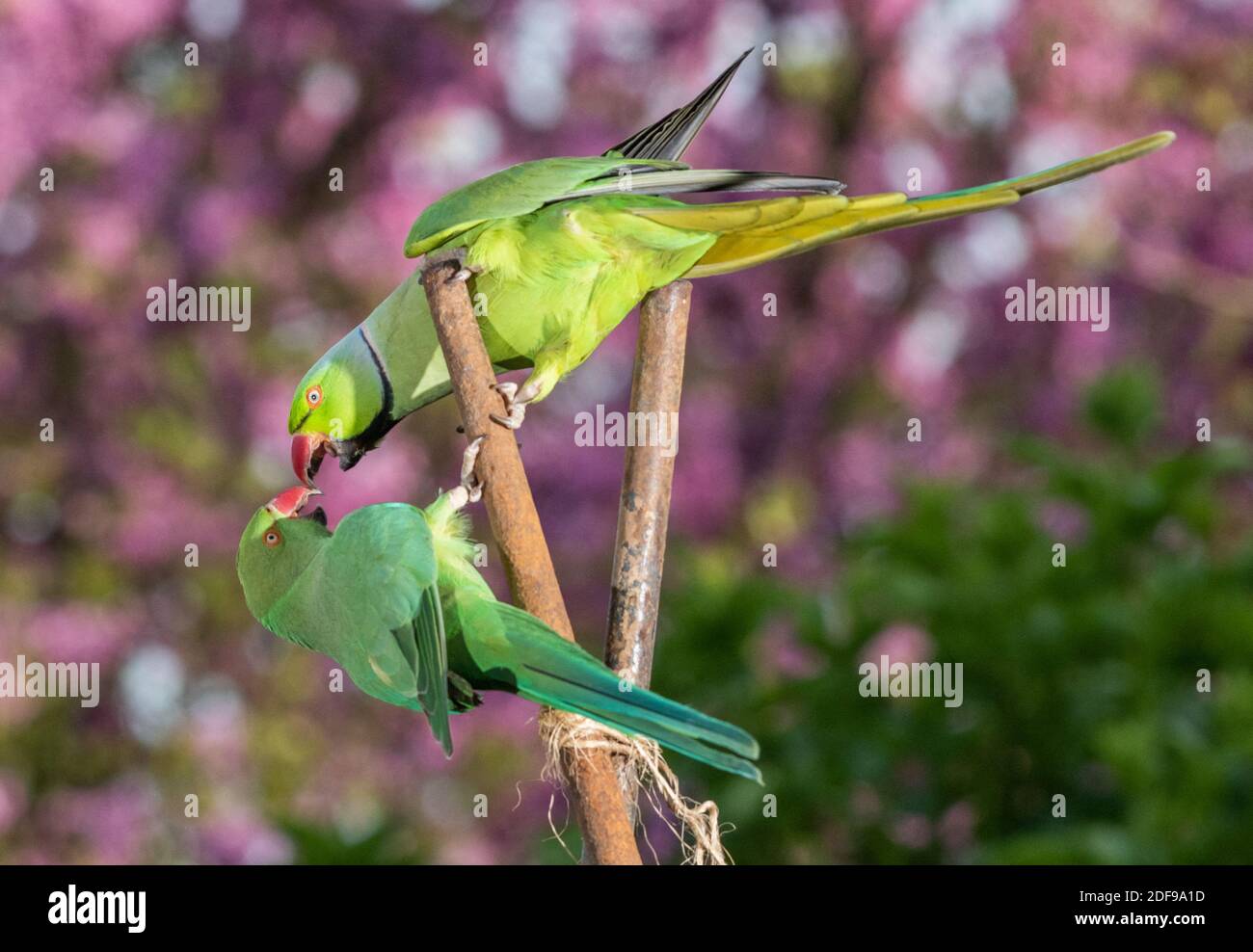 Rose-Ringed Parakeets (Perruches a Collier) an invasive specie that ...