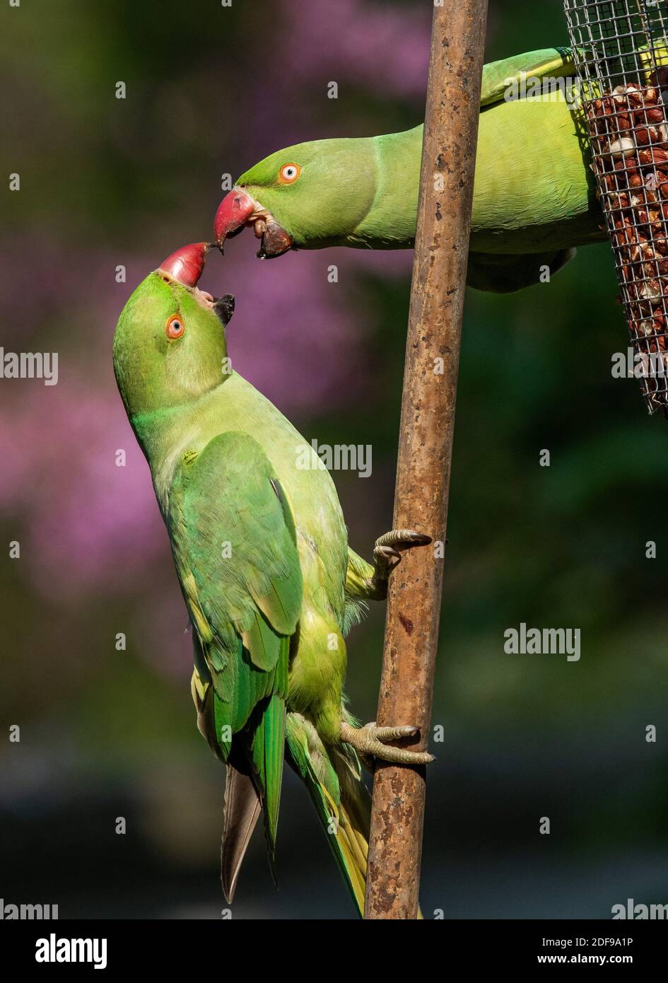 Perruche paris hi-res stock photography and images - Alamy