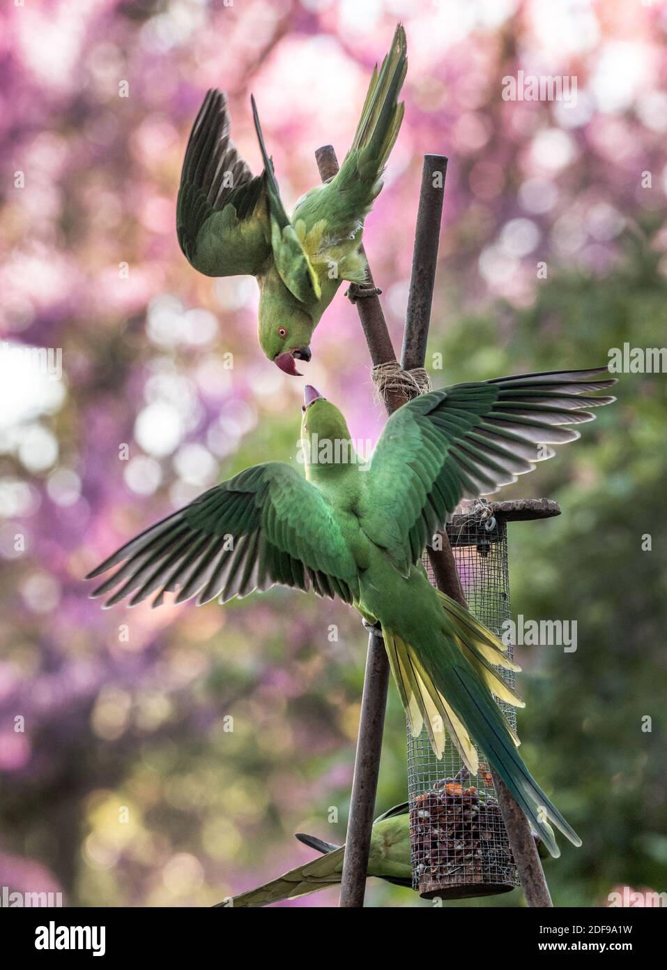 Perruche paris hi-res stock photography and images - Alamy