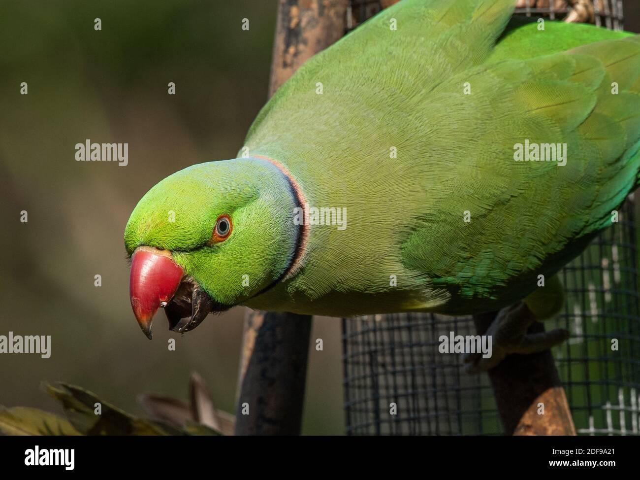 Perruche paris hi-res stock photography and images - Alamy
