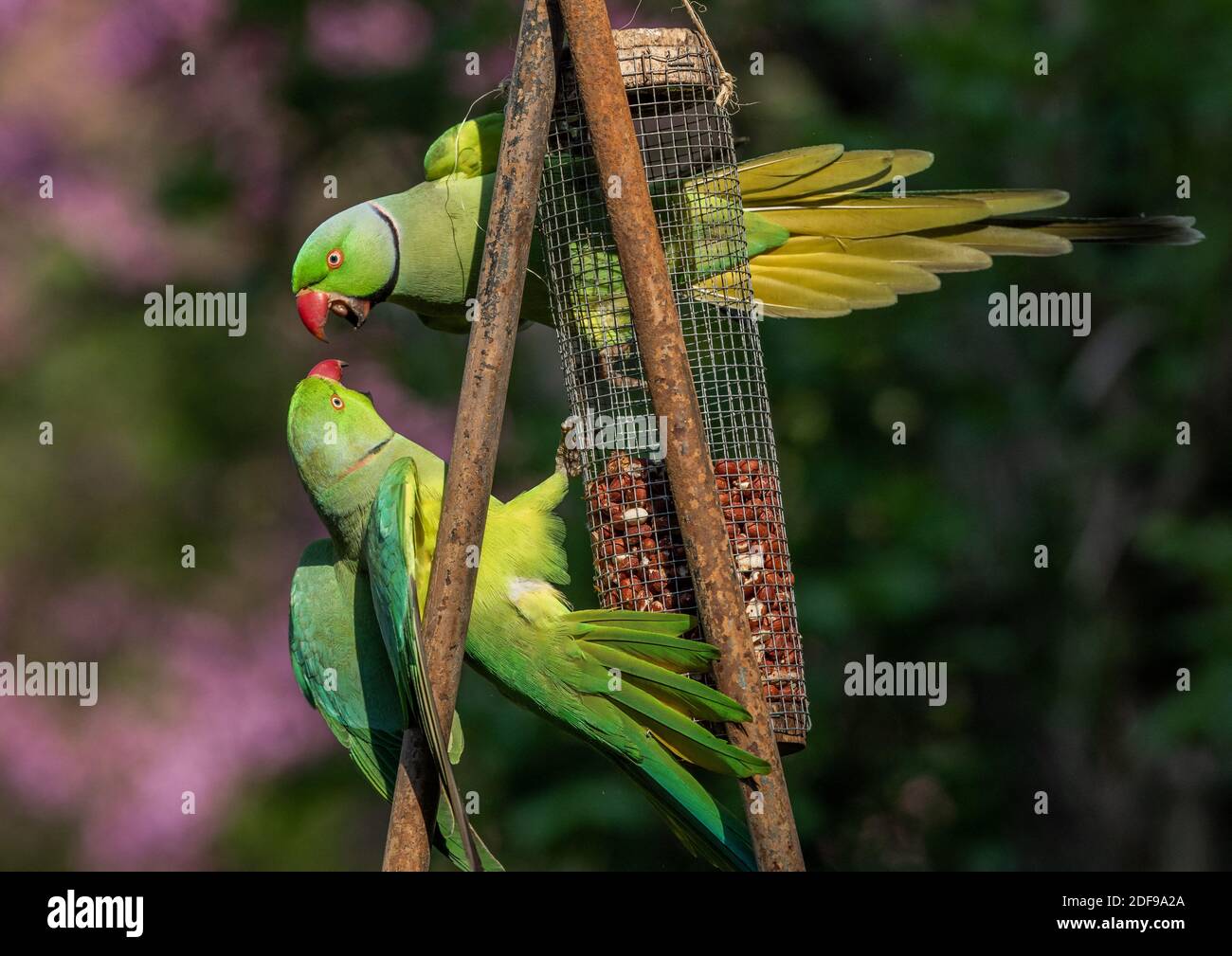 Perruche paris hi-res stock photography and images - Alamy