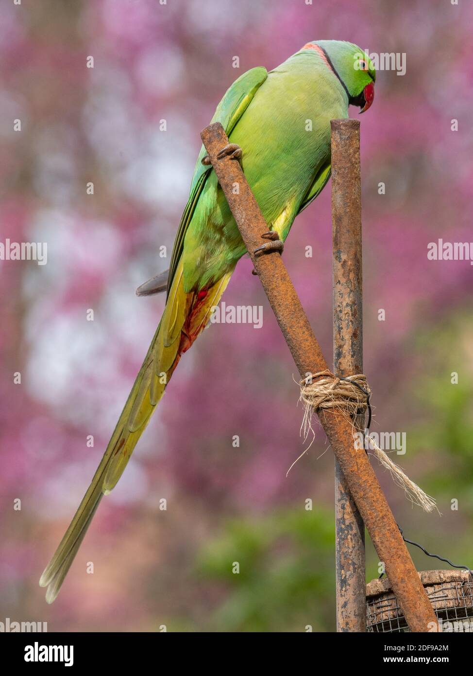 A wounded Rose-Ringed Parakeets (Perruches a Collier) an invasive ...