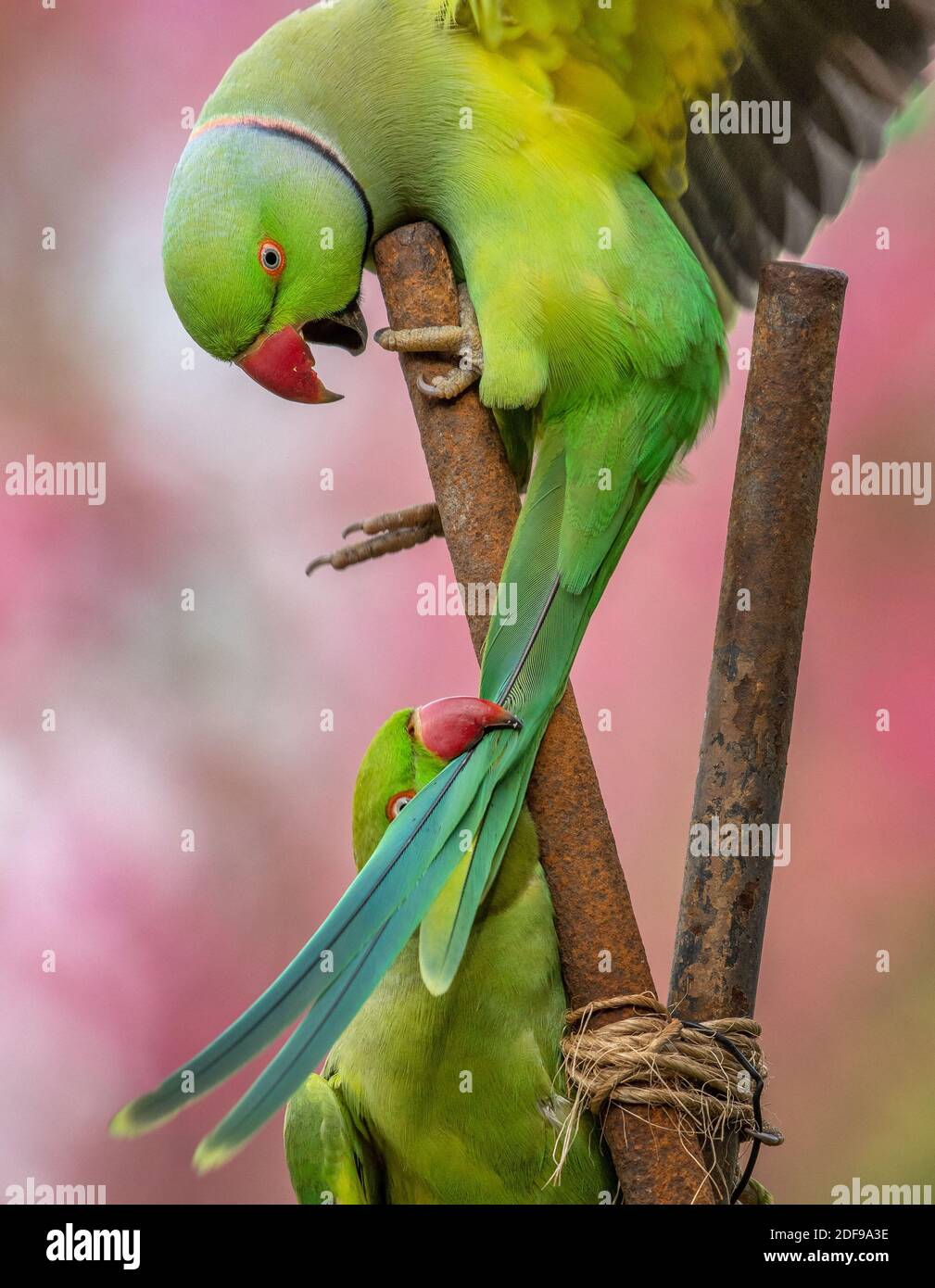 Rose-Ringed Parakeets (Perruches a Collier) an invasive specie that ...
