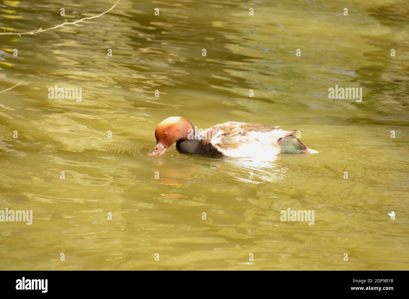 A European & Asian water bird, photographed here in Southern England ...