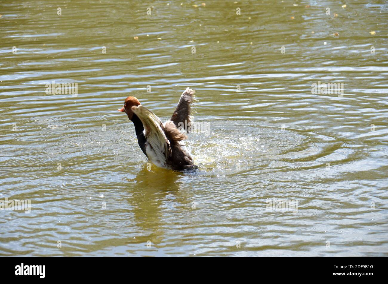 A European & Asian water bird, photographed here in Southern England ...
