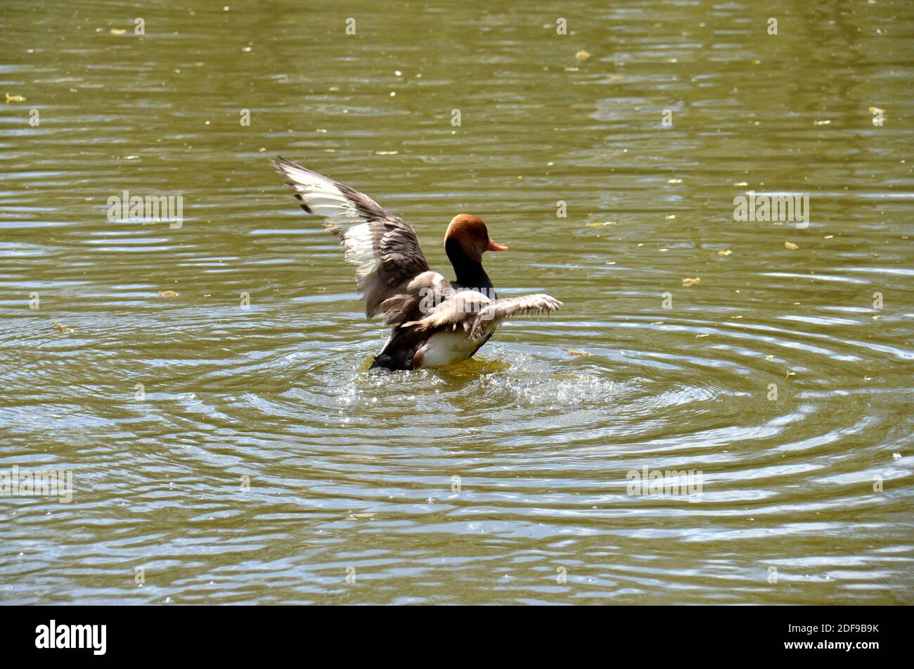A European & Asian water bird, photographed here in Southern England ...