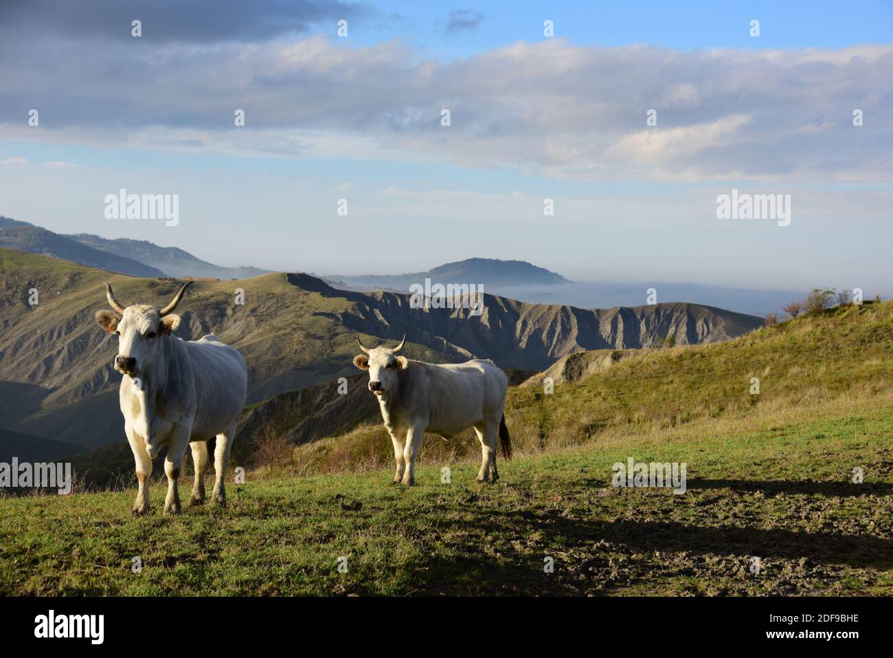 two cows Stock Photo - Alamy