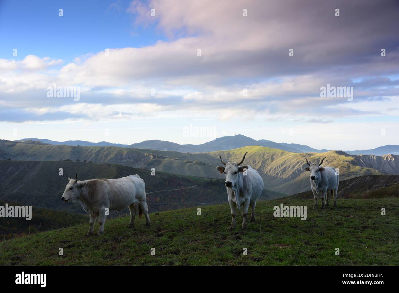 cows over the hill Stock Photo - Alamy