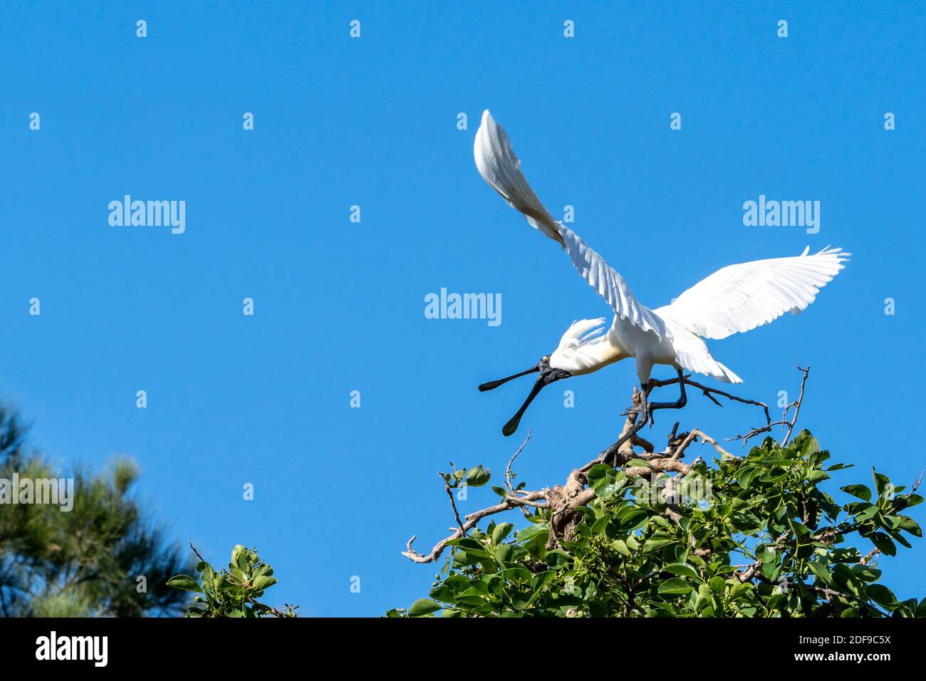 Royal Spoonbill (Platalea regia) in nuptial breeding plumage taking off ...