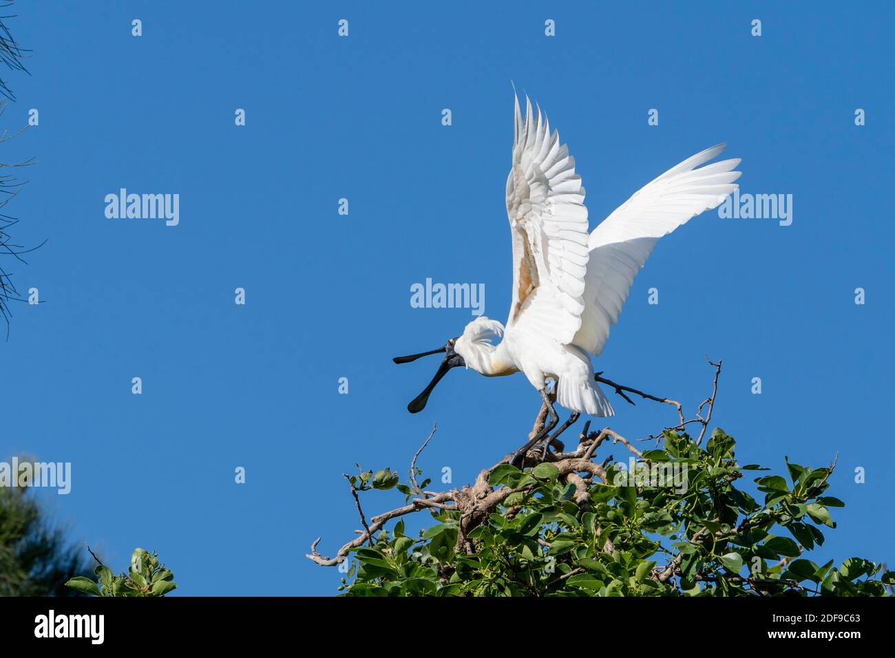 Royal Spoonbill (Platalea regia) in nuptial breeding plumage taking off ...