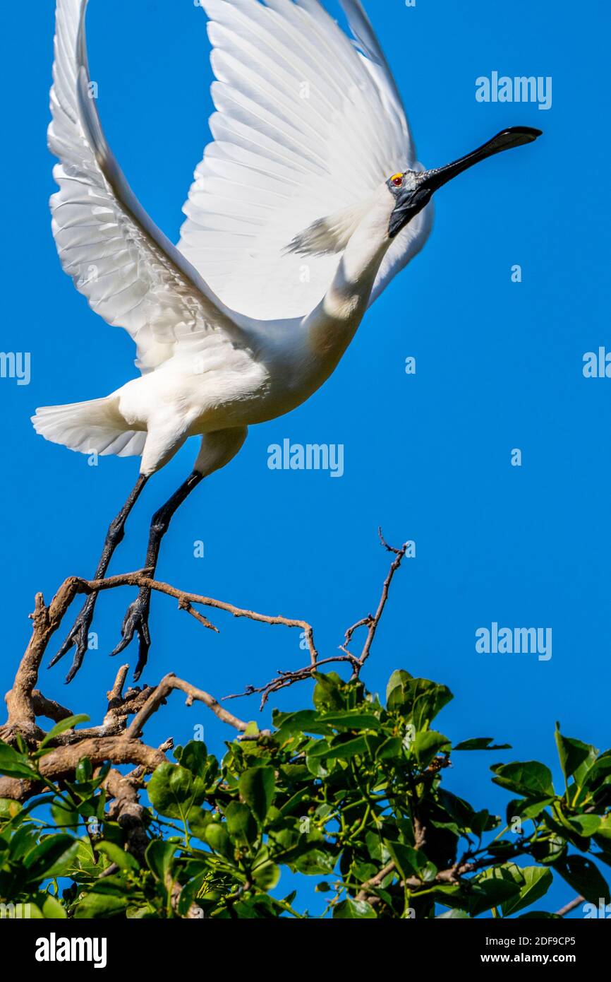 Royal Spoonbill (Platalea regia) in nuptial breeding plumage taking off ...