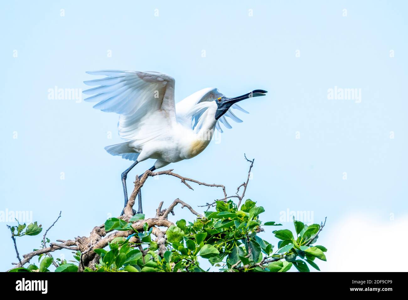 Royal Spoonbill (Platalea regia) in nuptial breeding plumage taking off ...